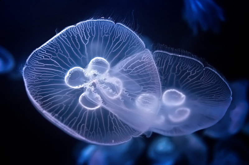 Moon Jellyfish | Terra Spirit